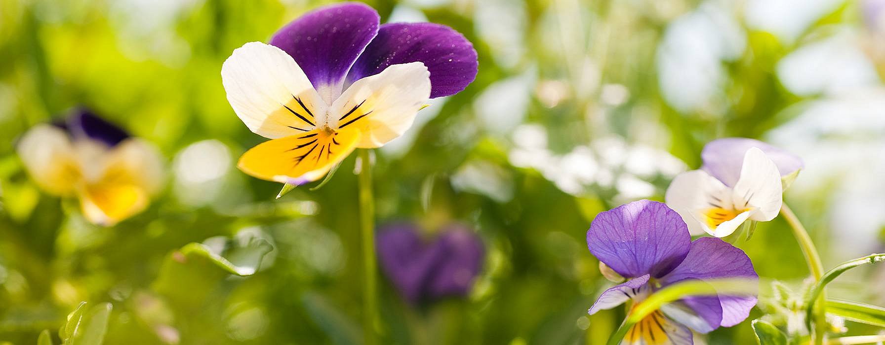 Bratek polny: Profil botaniczny rośliny - Weleda