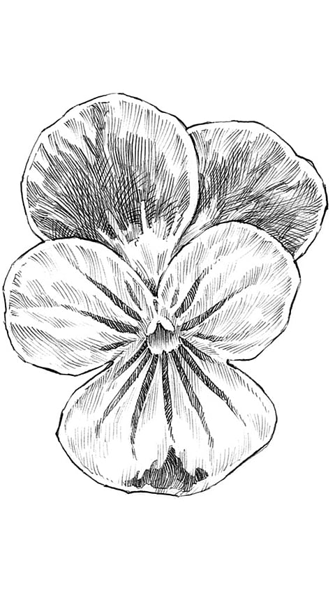 Bratek polny: Profil botaniczny rośliny - Weleda