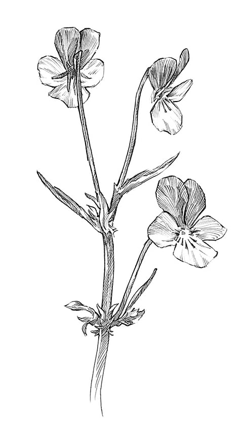 Bratek polny: Profil botaniczny rośliny - Weleda