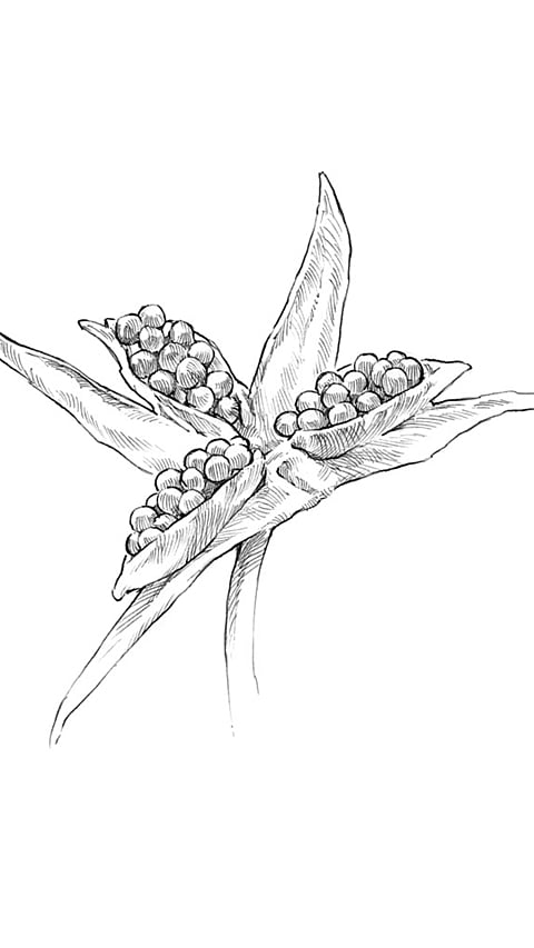 Bratek polny: Profil botaniczny rośliny - Weleda