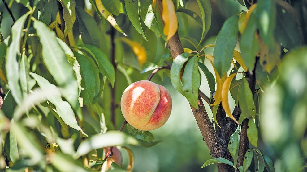 Which plant oil is the best for your skin - Weleda